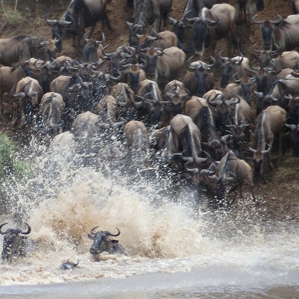 8-Day Tanzania Safari Wildebeest Migration in Serengeti