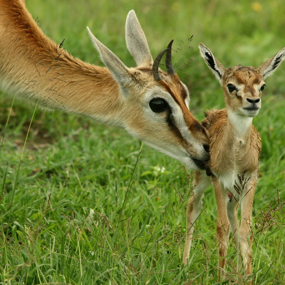 5-Day Ndutu Safari Calving Season in Southern Serengeti